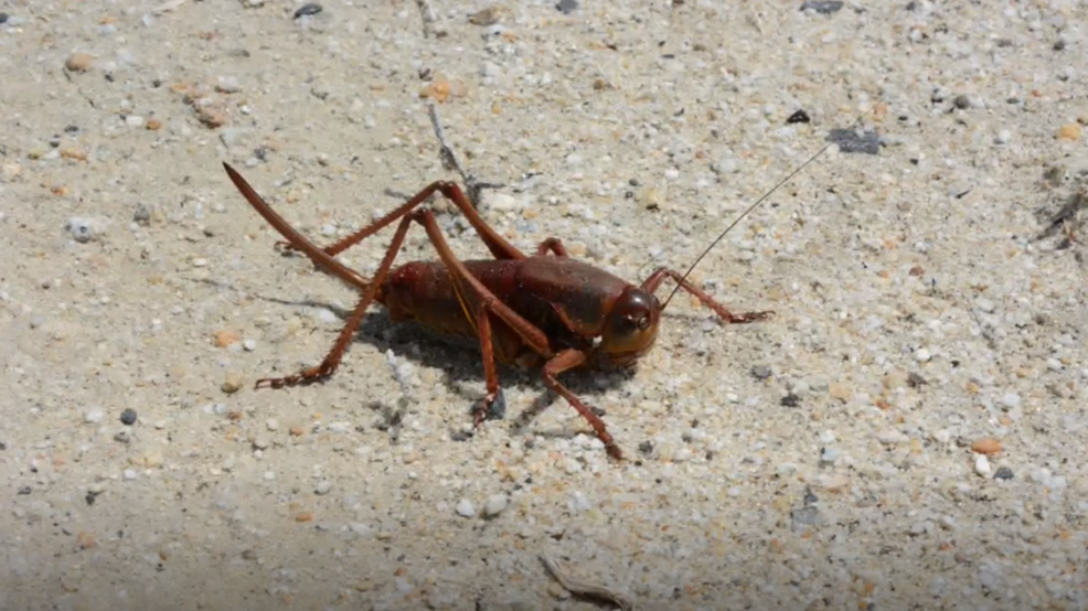 Mormon cricket populations continue to rise in Nevada | KRNV