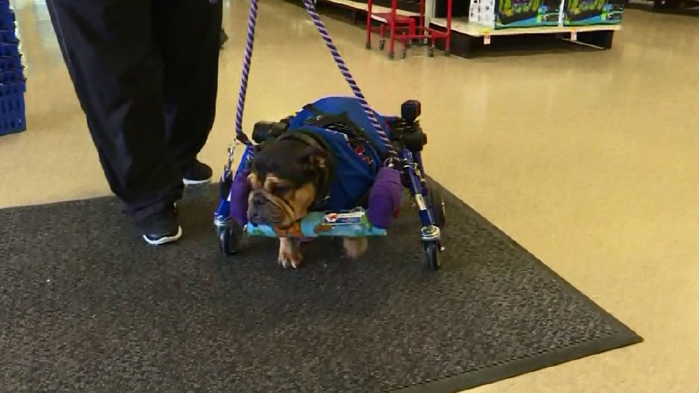 Paralyzed dog gets around in a wheelchair | KOMO