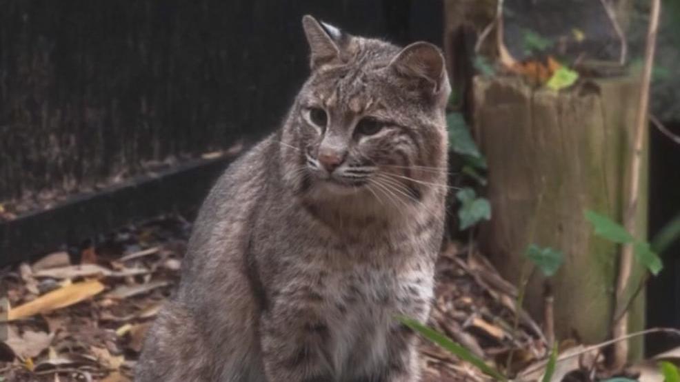 Wildlife Council votes to postpone bobcat hunting season in Southeast ...