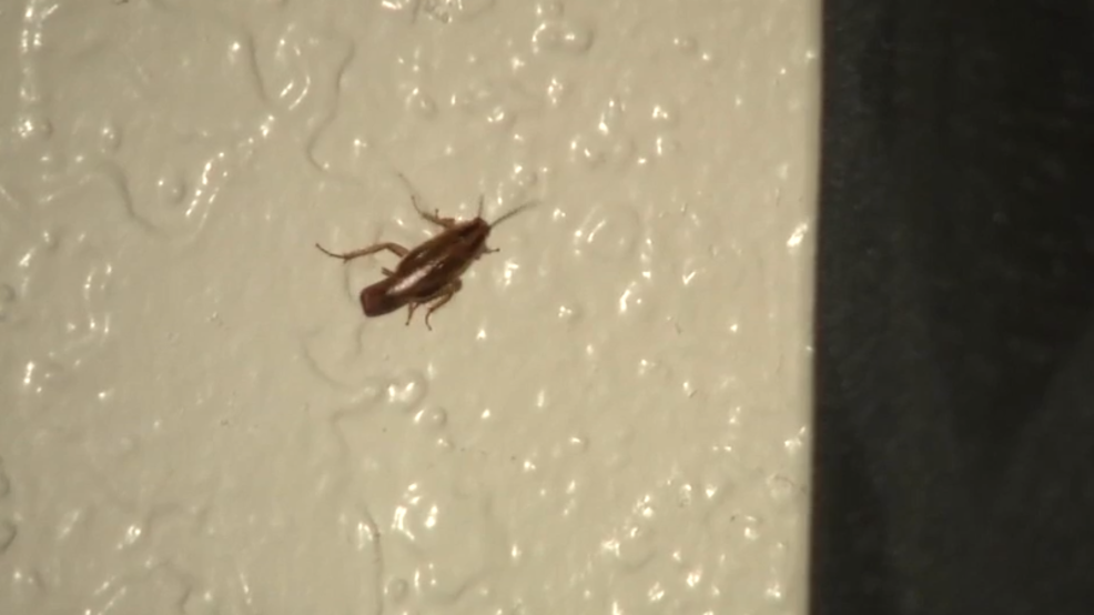 "There was a little roach in her ear." Woman says roaches are taking ...