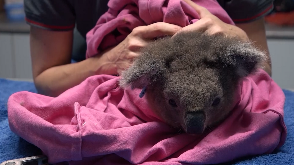 First group of koalas hurt in Australian brushfires have recovered ...