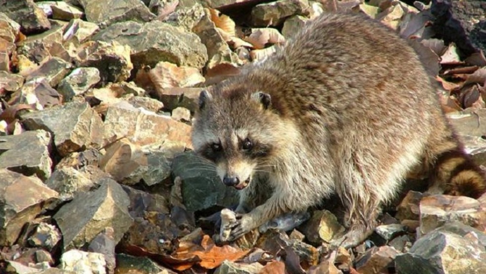 Hamilton County warns of "aggressive raccoons" at Chester Frost Park | WTVC