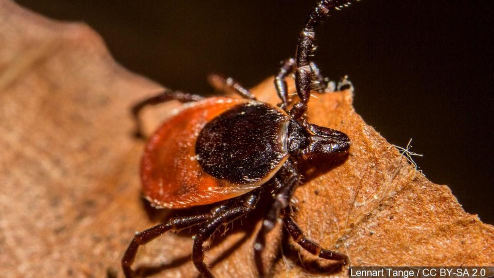 Tips for dealing with ticks as warmer weather arrives | WCYB