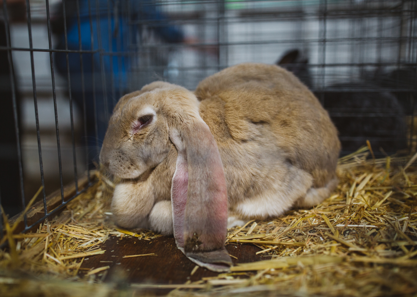 Photos: We found the cutest animals at the Washington State Fair ...
